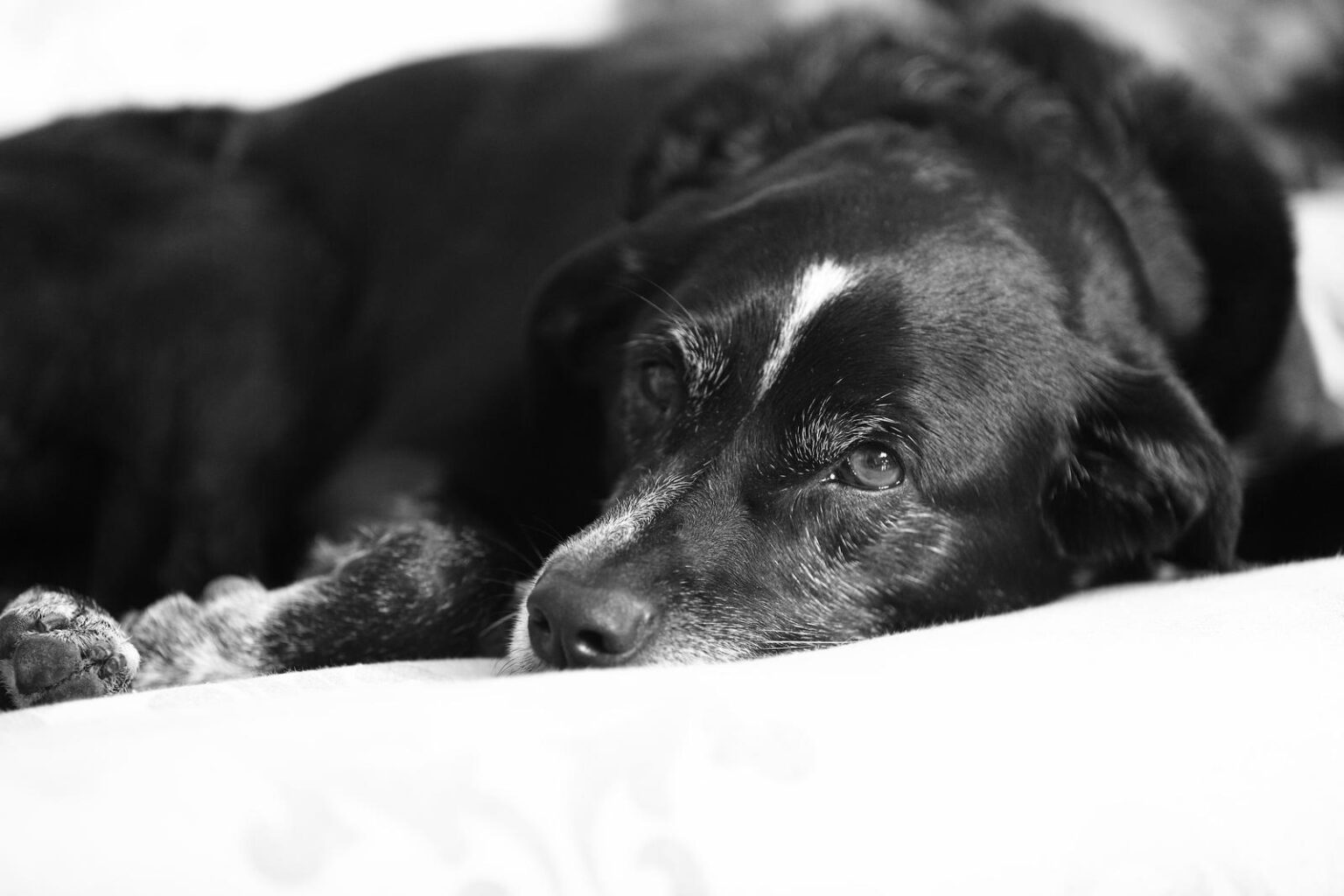 How to Help Your Dog Through a Period of Sadness and Depression – Dog ...